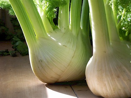 Agrodulce Pickled Fennel Bulb - Mill City Farmers Market